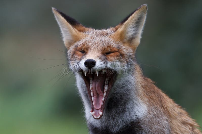 Red Fox Male Snarling stock photo. Image of mouth, animal - 15672916