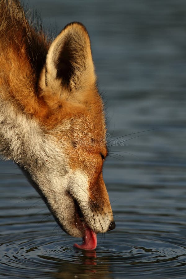 151 Red Fox Drinking Water Stock Photos - Free & Royalty-Free Stock ...
