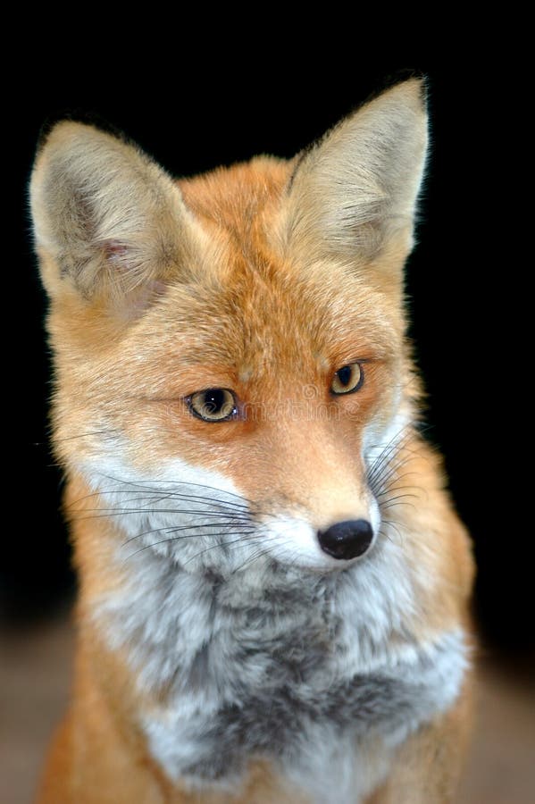 Red fox stock image. Image of themes, young, rear, cunning - 22379777