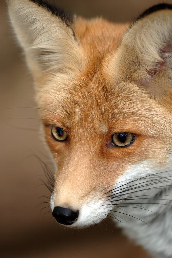 Red fox stock image. Image of rear, view, portrait, nature - 22379779