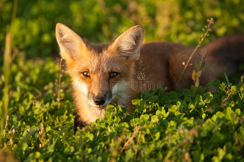 Red fox stock photo. Image of summer, attraction, closeup - 22655388