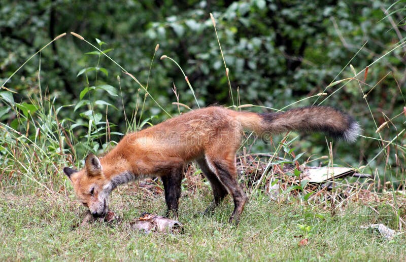 Red Fox stock photo. Image of nature, wildlife, bush - 22825554