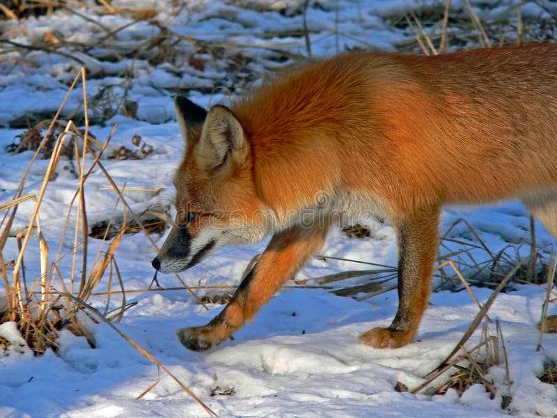Red Fox 23 Picture. Image: 2574186