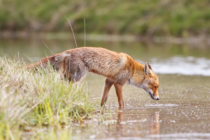 Red fox drinking water stock photo. Image of watery, pond - 24282500