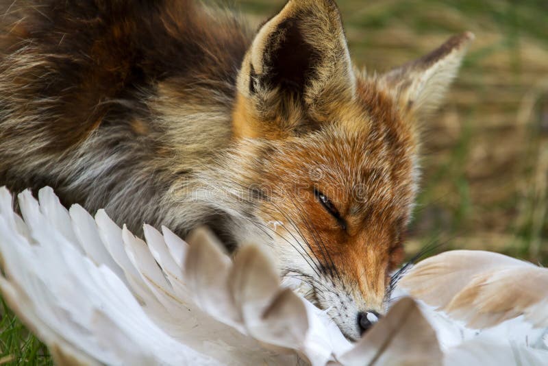 Red fox stock image. Image of face, nose, little, devious - 24539907