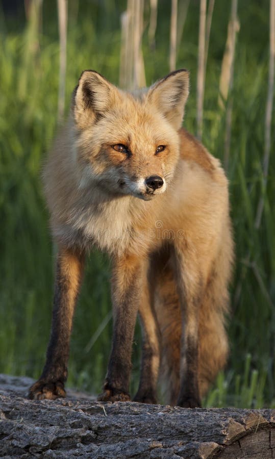 Front View of Red Fox, 1 Year Old, Sitting Stock Photo - Image of ...