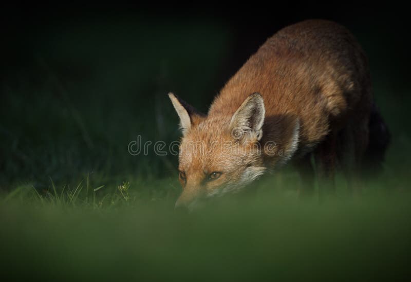 Red Fox stock photo. Image of carnivore, hunter, predator - 25139282