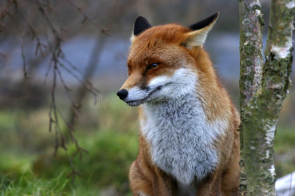 Red Fox stock photo. Image of cute, look, cunning, creature - 2526158