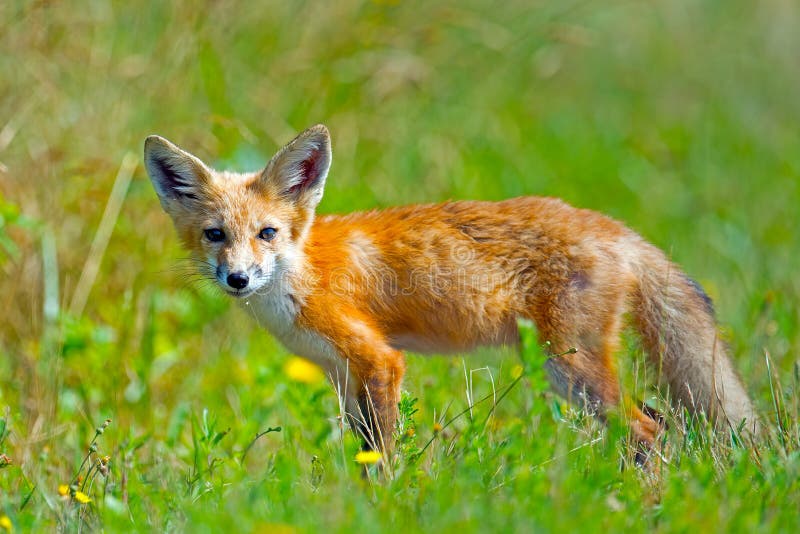 Inqusitive Red Fox, Vulpes Vulpes, Early Morning in a Parched Field ...
