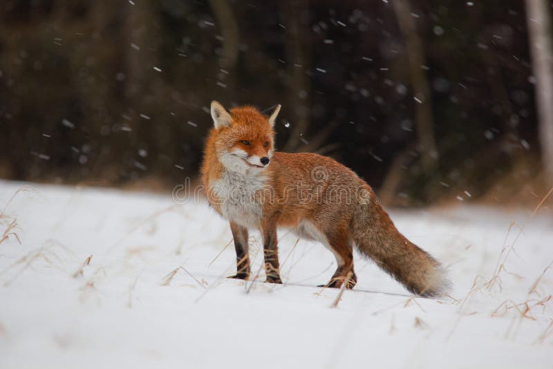 Red fox stock photo. Image of wienerwald, winter, light - 26186112