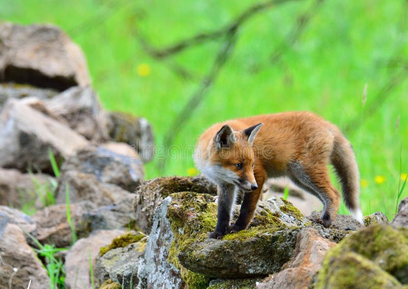 Red Fox stock photo. Image of rocks, bushy, cute, drystone - 26257270