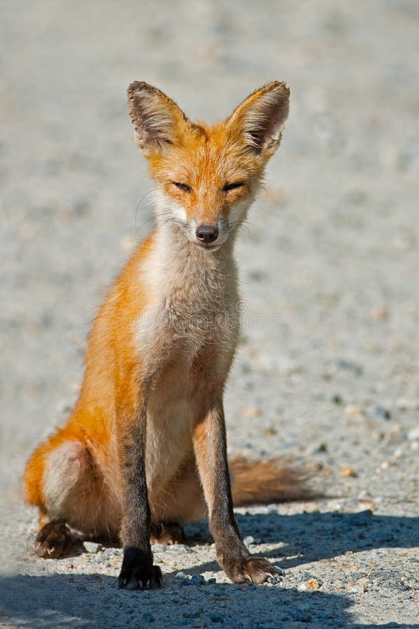 Red Fox Male Snarling stock photo. Image of mouth, animal - 15672916