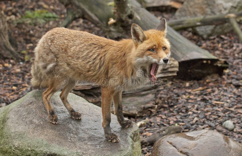 Red fox stock image. Image of outside, mammal, natural - 28378361