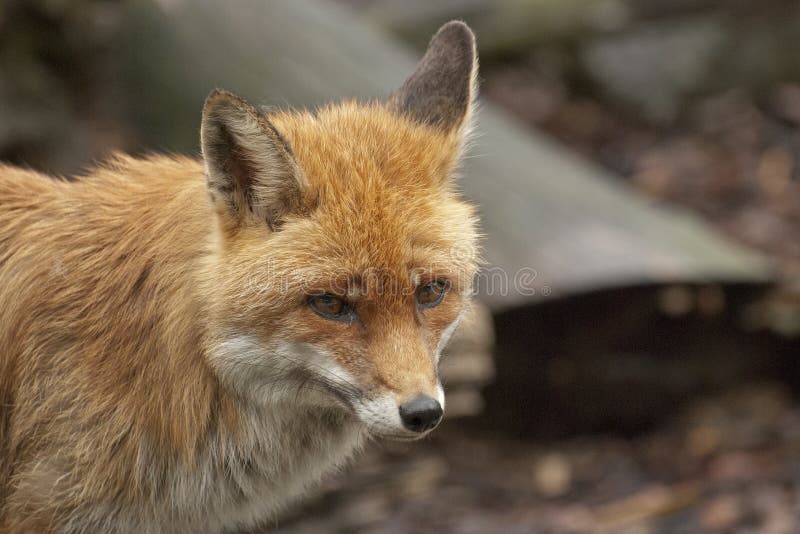 Red fox stock image. Image of natural, outside, agile - 28378363