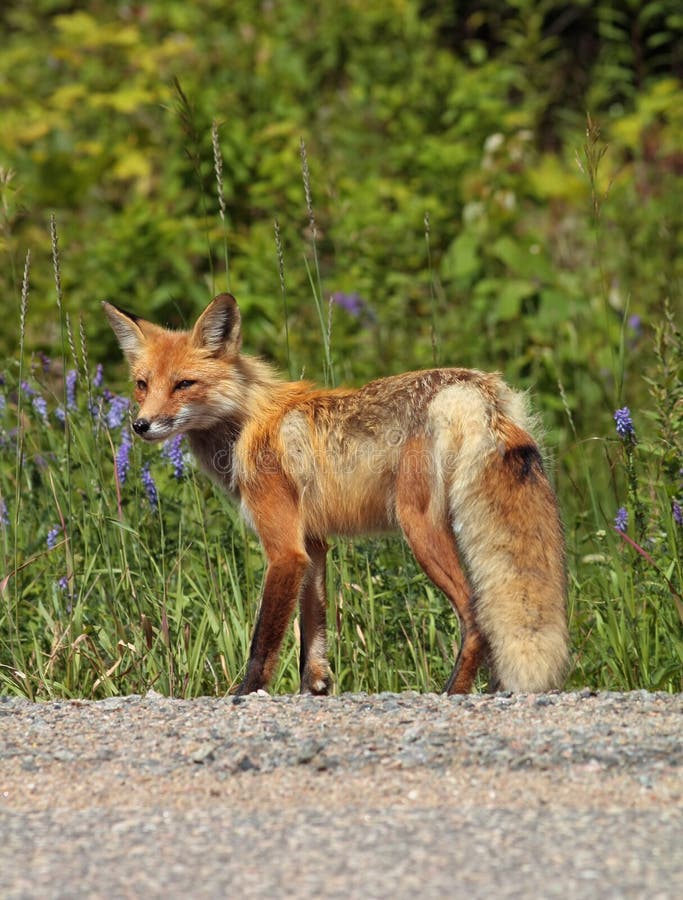 Red fox stock image. Image of nature, wildlife, grass - 28683241
