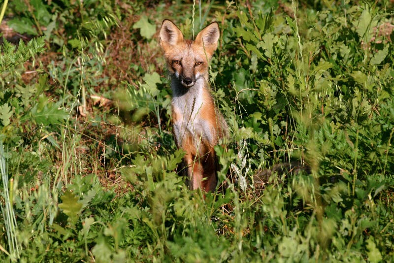 Red Fox stock photo. Image of full, nature, outdoor, legged - 3975388