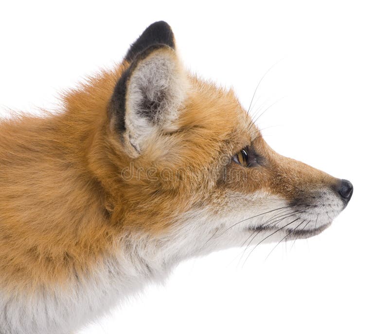 Red Fox (4 Years)- Vulpes Vulpes Stock Image - Image of vertebrate ...