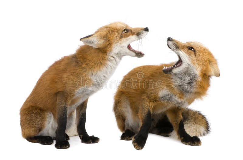 Red Fox (4 Years)- Vulpes Vulpes Stock Image - Image of vulpes, mammal ...