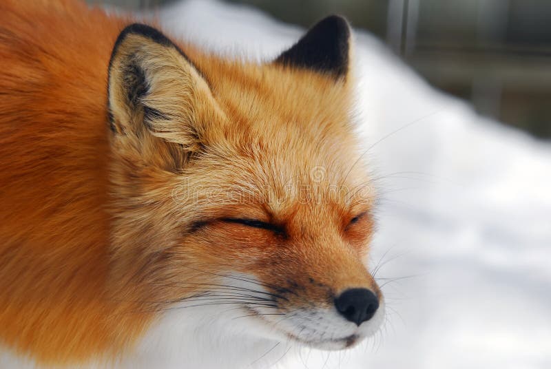 Red Fox stock image. Image of stare, nose, wild, predator - 5011387
