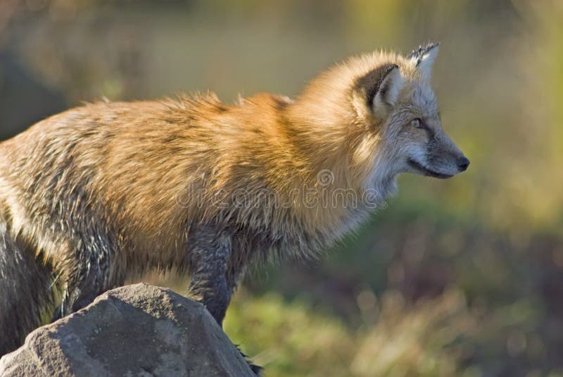 Red fox stock photo. Image of wild, wildlife, nature, animal - 5533700