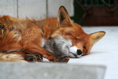 Red fox stock photo. Image of small, curled, tired, wildlife - 5742560