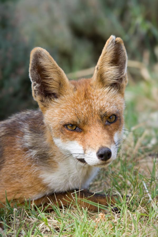 Close-up Headshot of Red Fox, 1 Year Old Stock Photo - Image of vulpes ...