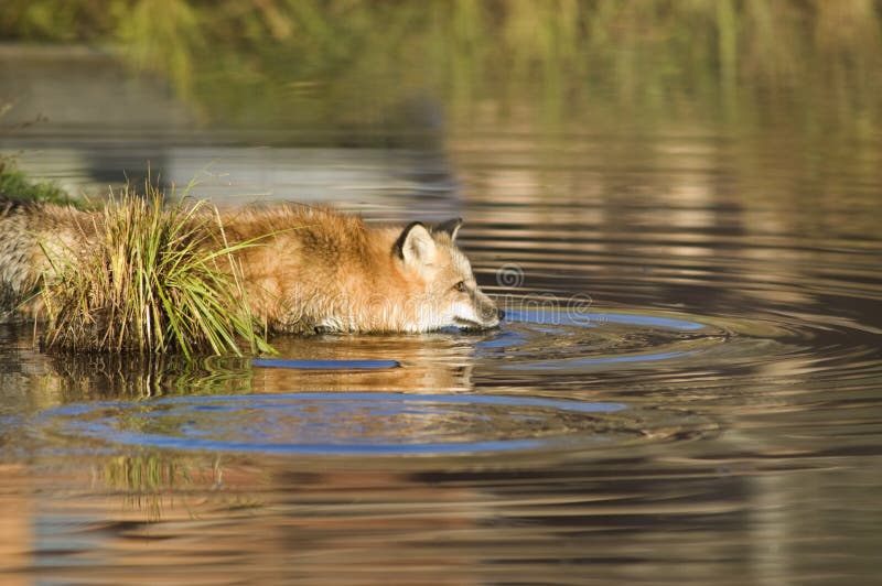 Red fox stock photo. Image of pond, furry, hunter, poise - 6403716