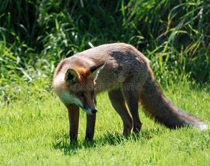 Red Fox stock photo. Image of animal, british, wild, urban - 6449528