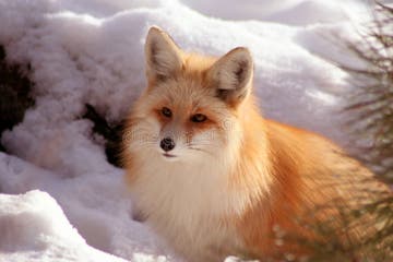 Red Fox 7 stock image. Image of snow, natural, fuzzy, laying - 1688955