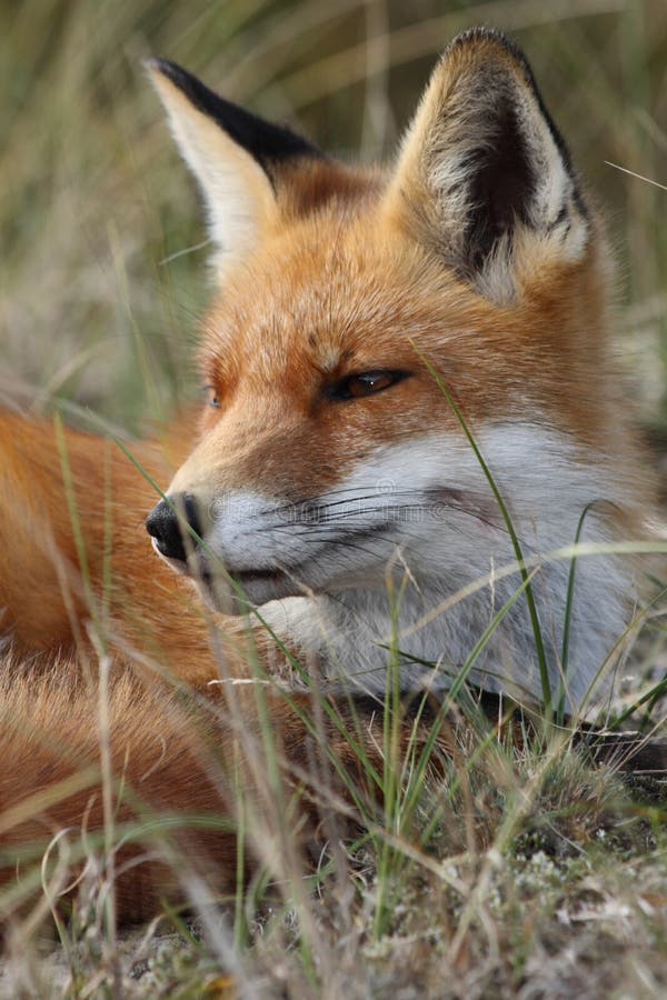 Red Fox stock image. Image of national, wildlife, veluwe - 7083167