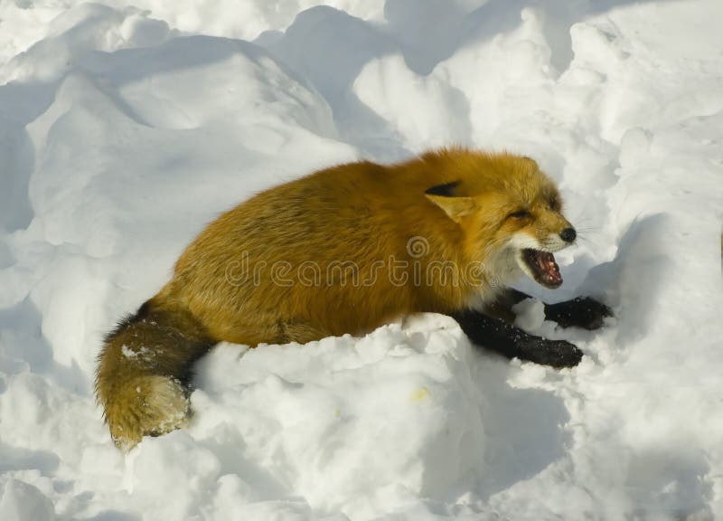 Red fox stock photo. Image of season, wild, winter, white - 784632