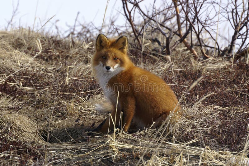 Red Fox Looking Back stock image. Image of mammal, foxes - 9152647