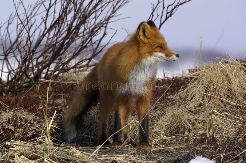 Red Fox Yukon Territories Canada Stock Photo - Image of wildlife ...