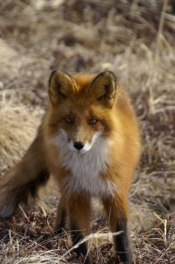 Red Fox stock photo. Image of tail, forest, shot, headshot - 19304038