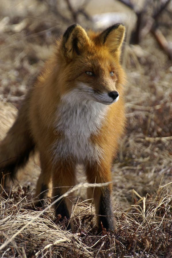 Red Fox stock photo. Image of canada, hunt, predator, animal - 4672964