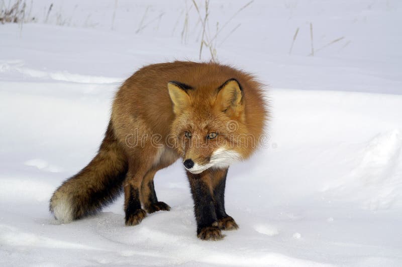 Backlit red fox stock image. Image of winter, nature, animals - 448817