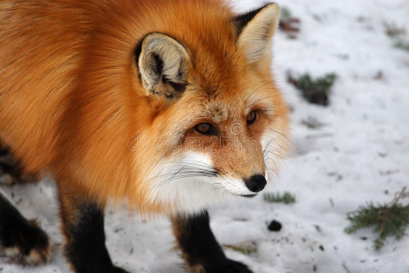 Red Fox stock photo. Image of quebec, wildlife, canada - 9067146