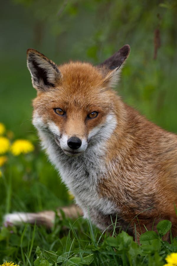 Red Fox stock image. Image of conservation, cute, park - 9462433