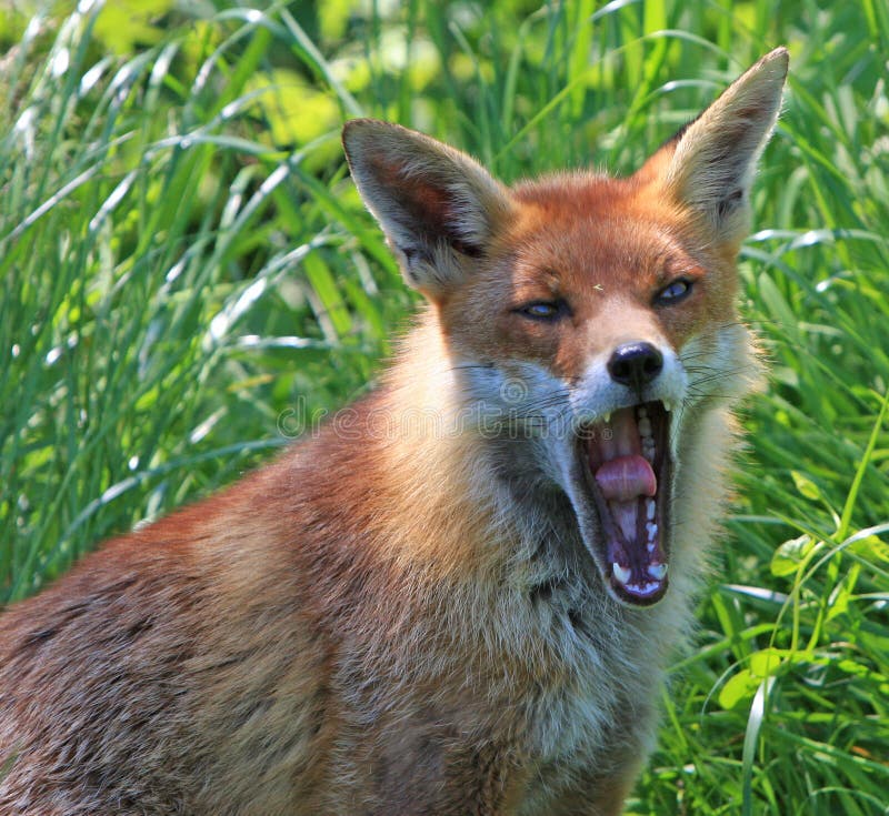 Red Fox stock image. Image of reddish, cute, brown, adaptable - 9639101