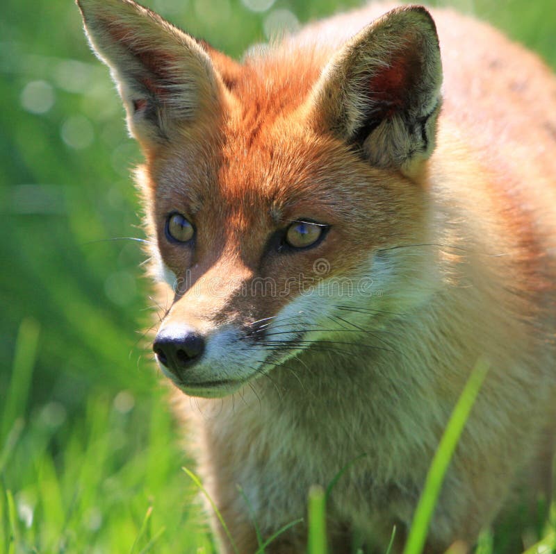 Fox Dog Head Picture. Image: 9637183