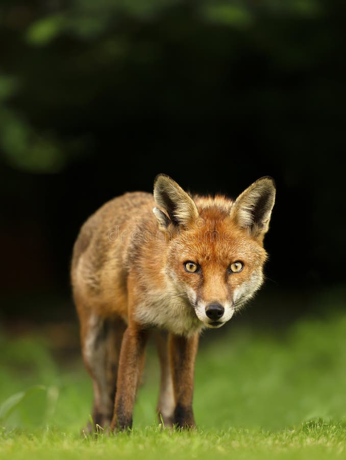 456 Red Fox Face Dark Background Stock Photos - Free & Royalty-Free ...