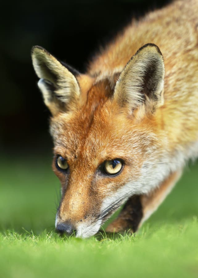 420 Red Fox Face Dark Background Stock Photos - Free & Royalty-Free ...