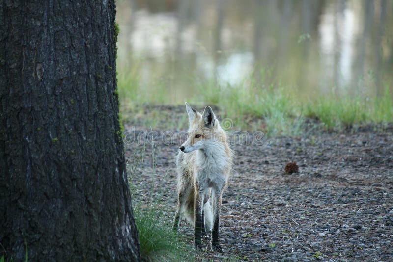 Red Fox on Alert stock image. Image of muddy, ears, silver - 18570565