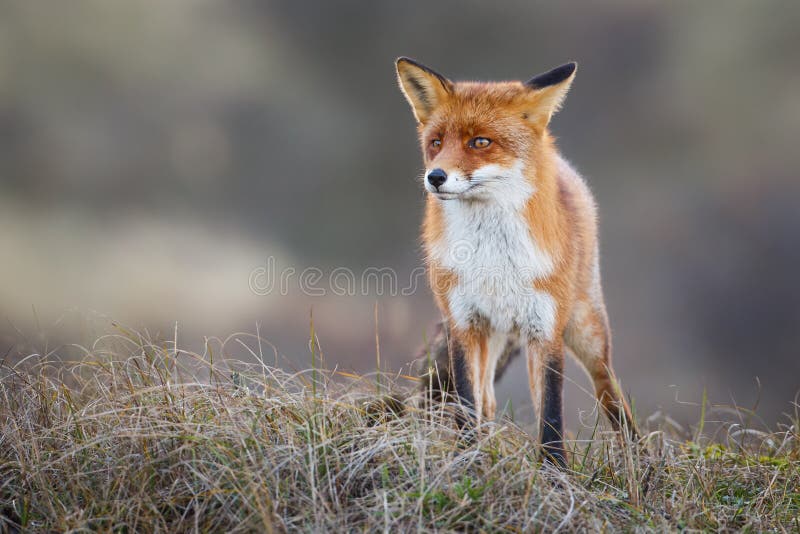 Red fox stock photo. Image of forest, national, countryside - 49775584