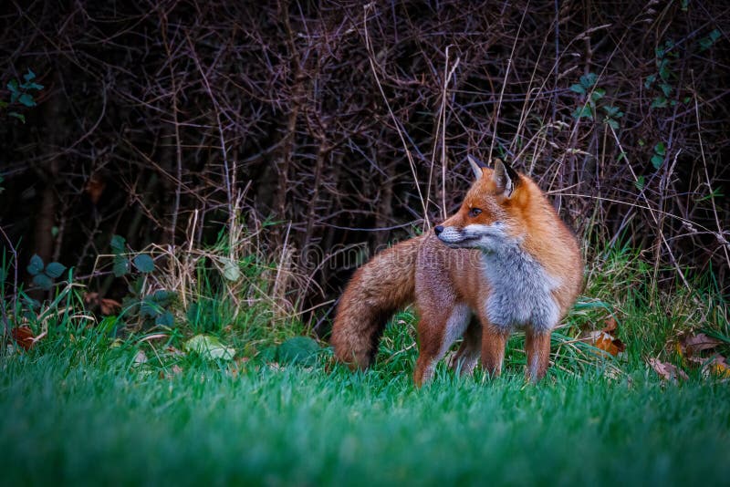 A Red Fox is Alert Looking for Danger Stock Photo - Image of wood, lips ...