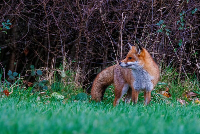 A Red Fox is Alert Looking for Danger Stock Image - Image of canine ...