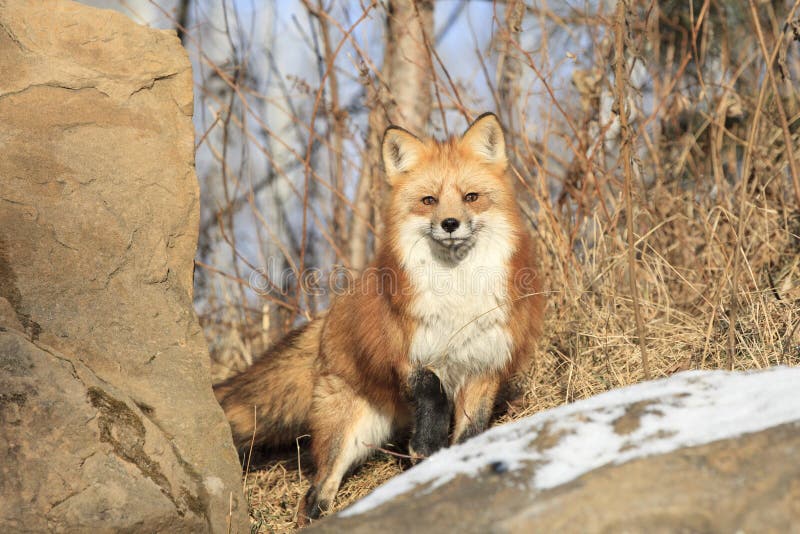 Red Fox on alert stock photo. Image of wolf, predator - 36507934