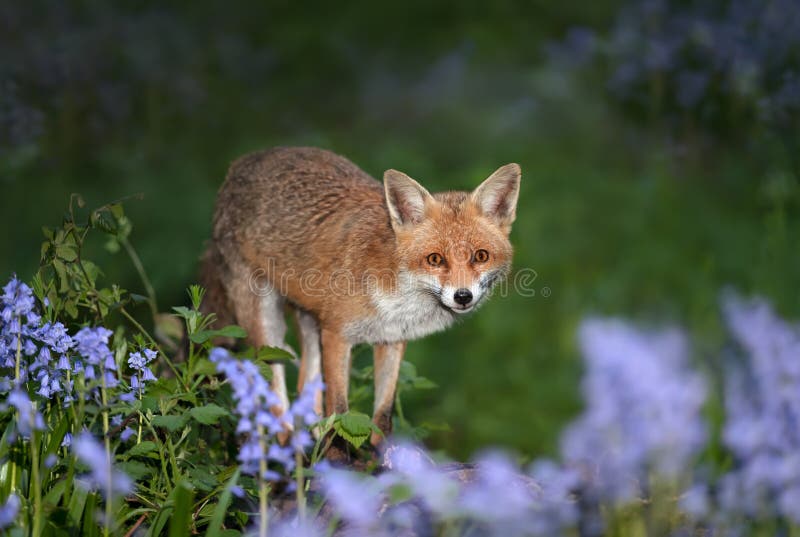 Red Fox Amongst Bluebells in Spring Stock Image - Image of night ...