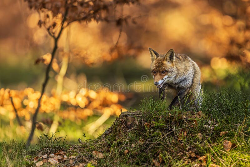 Red Fox Approaching Cautiously through Autumn Forest Clearing (Vulpes ...