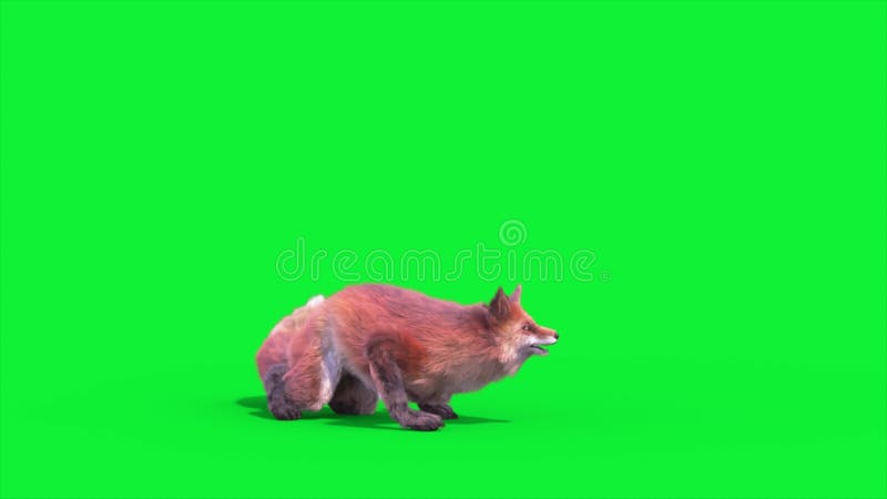 Red Fox Attacks Side Loop 3D Rendering Animations Animals Real FUR ...